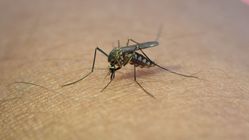 Indonesia Jadi Acuan Dunia Internasional Mengeliminasi Malaria
