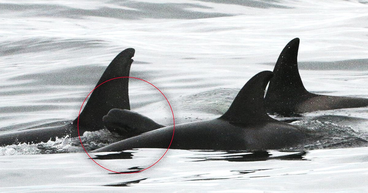 Benevolent Orca Pods Are Adopting Baby Pilot Whales in an Apparent ...