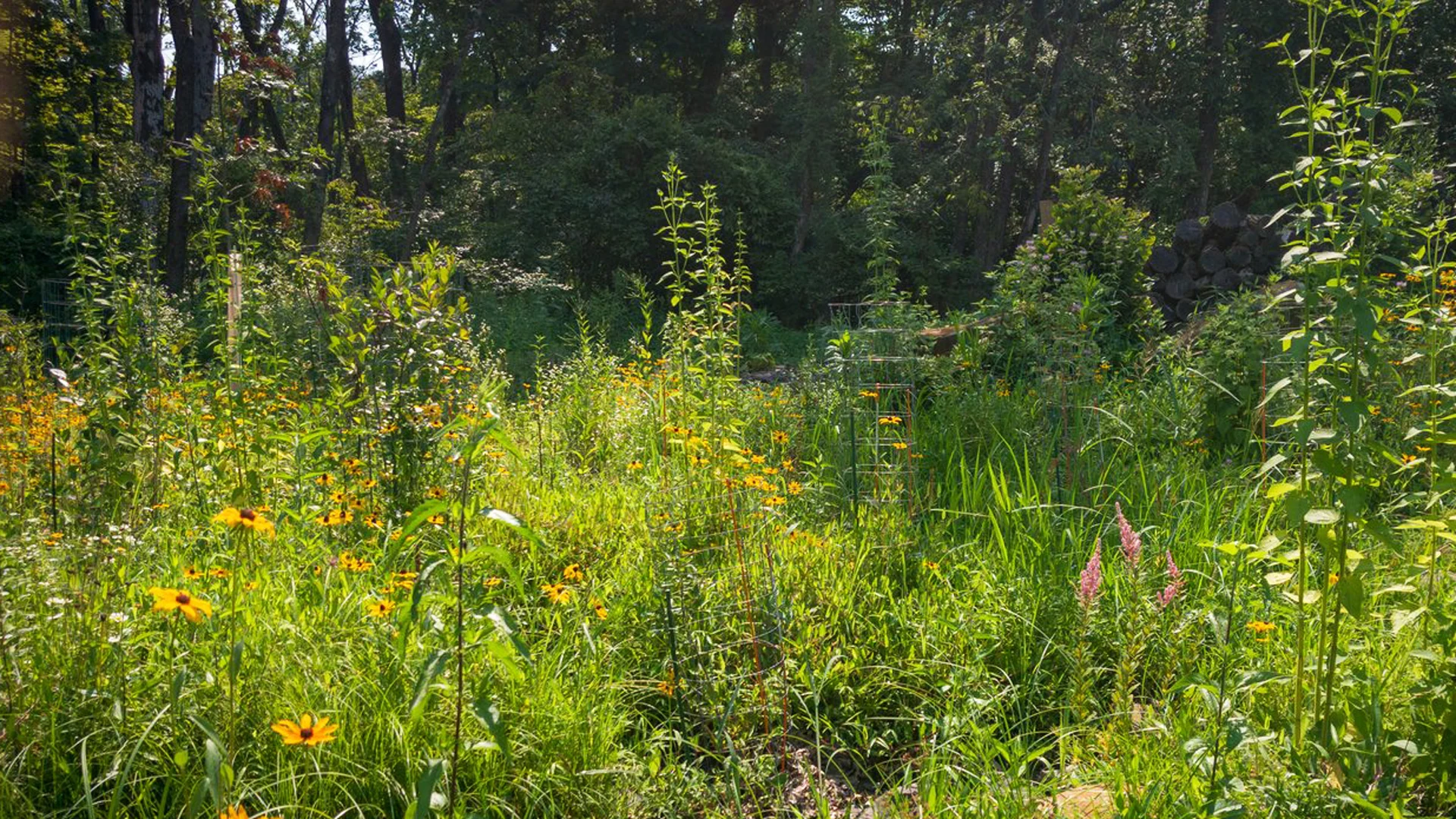 Thinking About Rewilding Your Lawn? This Company Can Help