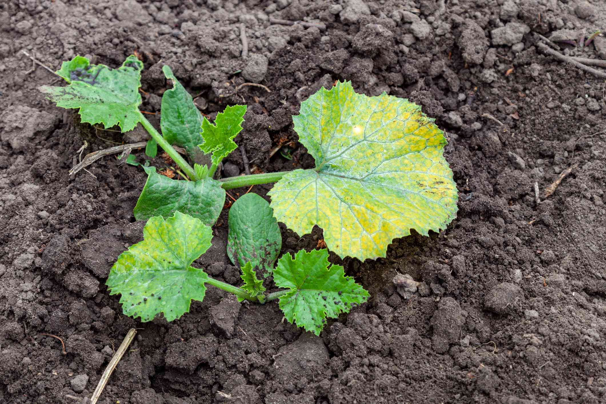 7 reasons why your young zucchini plant has yellow leaves, plus how to ...