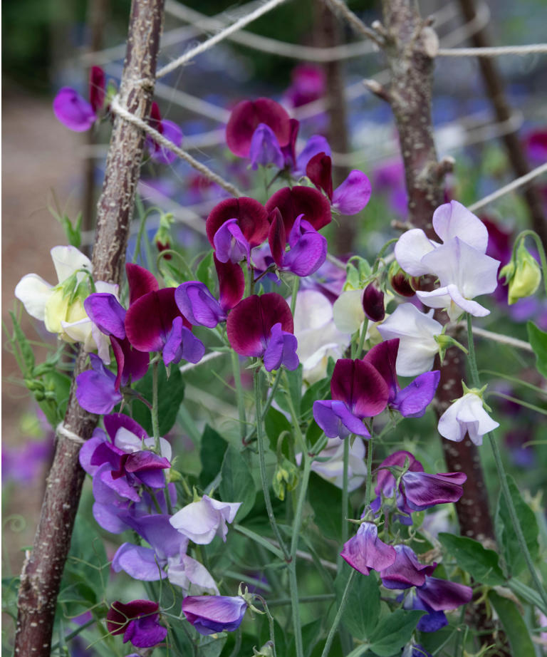 What to do with sweet peas in June for an endless supply of fragrant ...