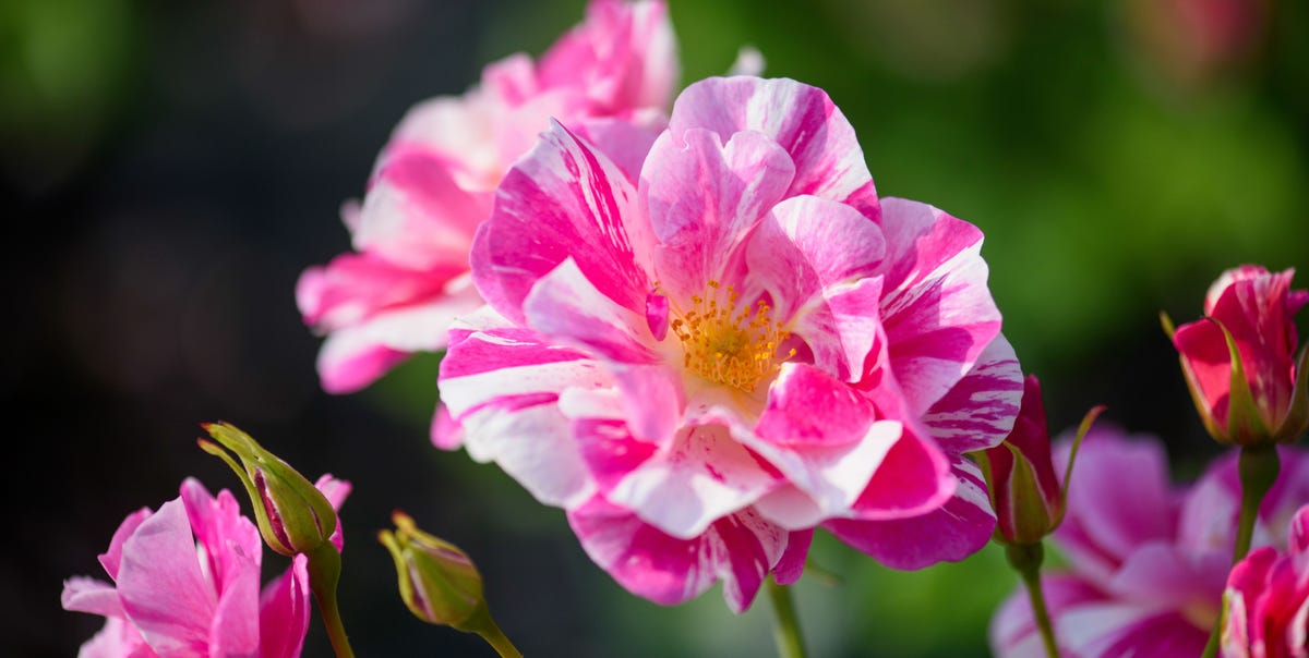 David Austin Roses unveils first striped rose for King Charles