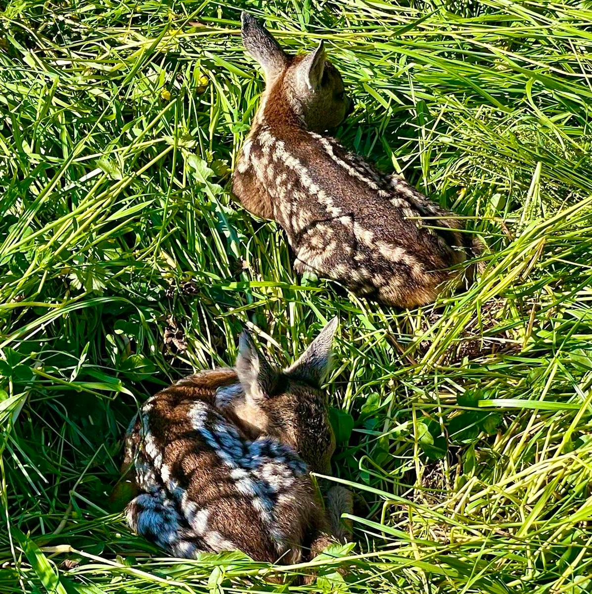 «Rehkitze sind schutzlos im hohen Gras»