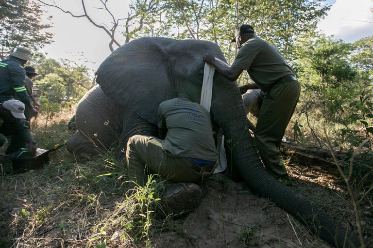Zimbabwe has a deadly elephant problem