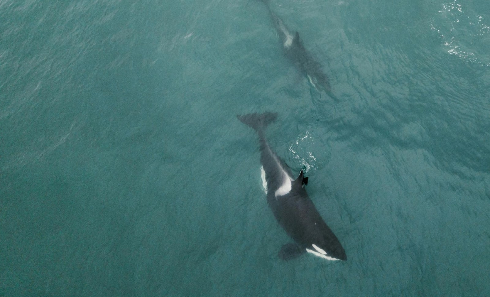 Iceland’s Orcas Are Swimming with Baby Pilot Whales—Scientists Are ...
