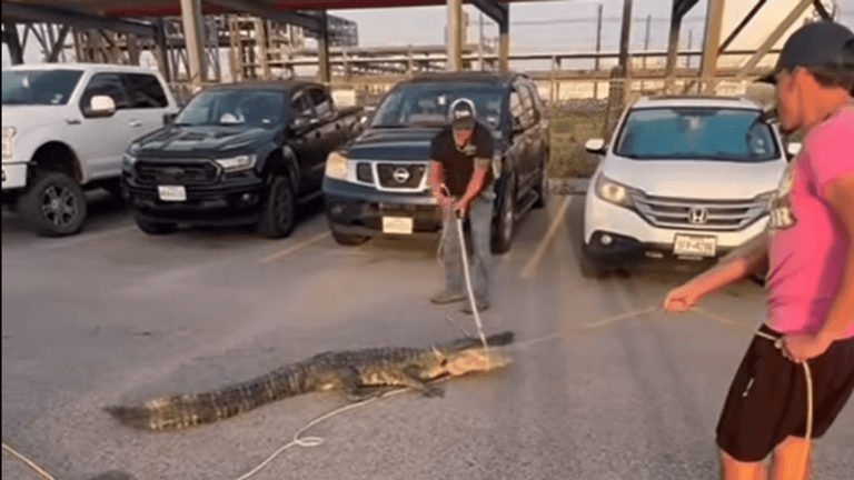 Toothless gator wrangled at a Port Arthur chemical plant