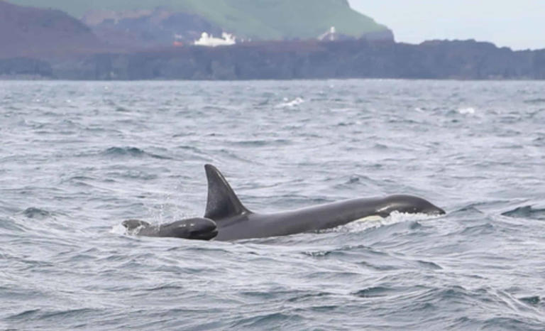 Iceland’s Orcas Are Swimming with Baby Pilot Whales—Scientists Are ...