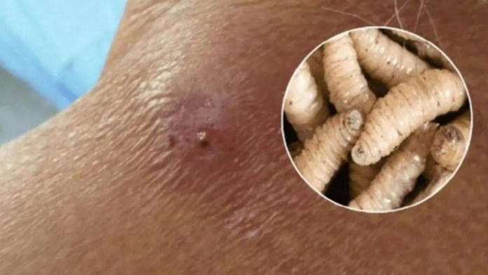 ¡Alerta gusano barrenador! Protege a tus mascotas: Guía completa para ...