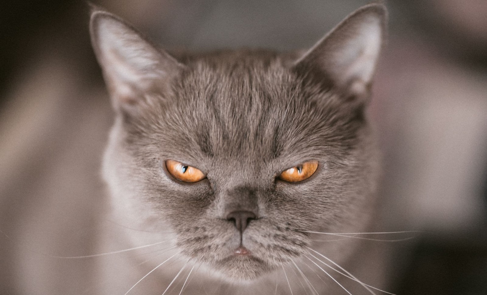 Is Your Cat a Psychopath? Scientists Found a Way To Expose Your Pet