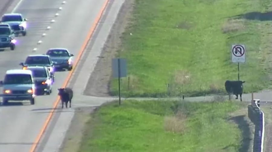‘Moo-ve Over’: Loose cows spotted on Wisconsin interstate