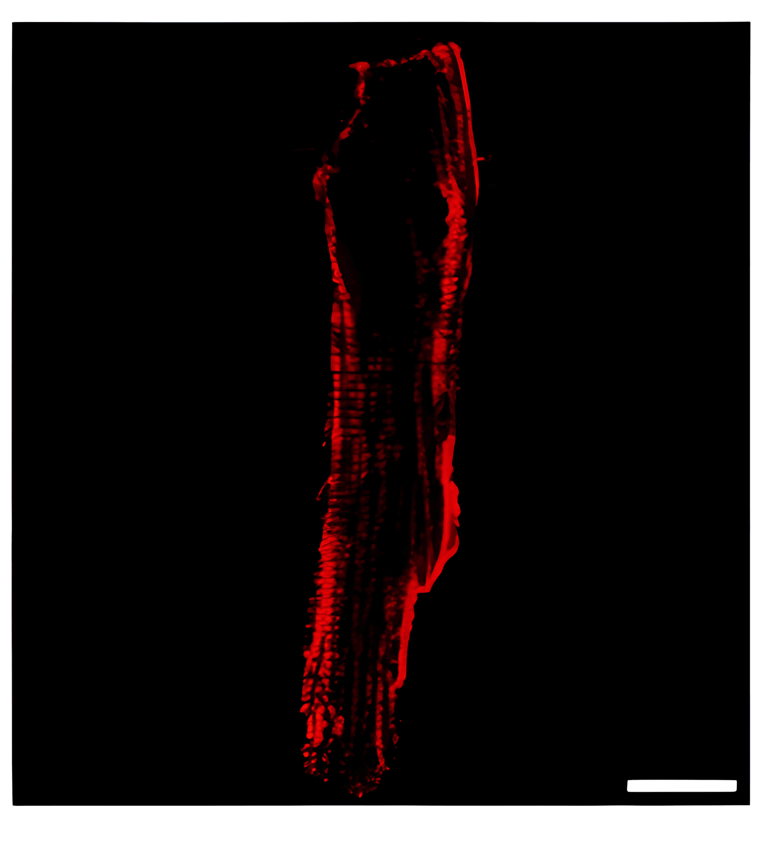 Heart can 'taste' sweetness without your tongue, study finds