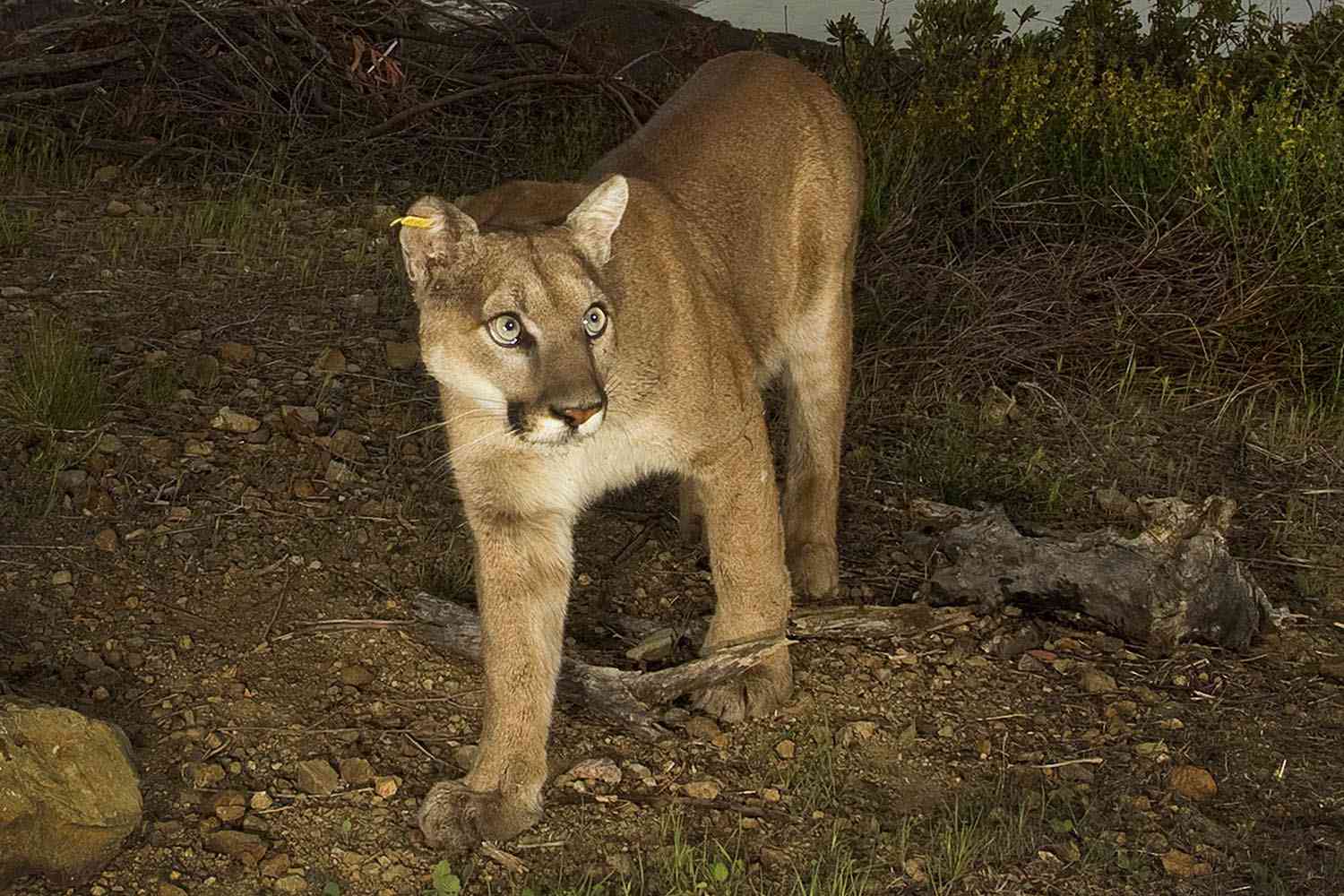 Baby Mountain Lion Caught Lounging on Tree Branch in Someone’s Backyard ...