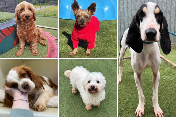 Five dogs looking for their forever home from Many Tears Rescue