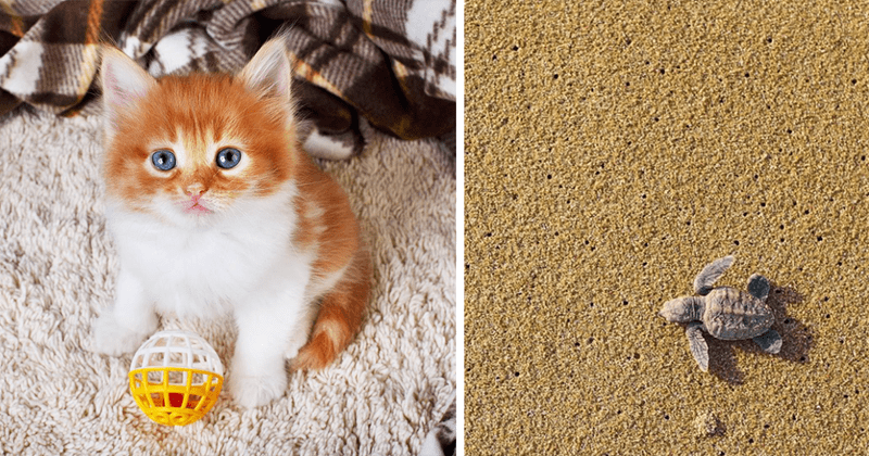 20 Itty Bitty Cute Baby Animals To Bring A Smile To Your Face (May 18 ...