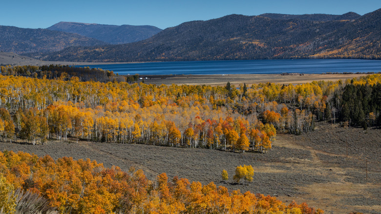 Utah's Aspen-Filled National Forest Is An Underrated Area With Mountain ...