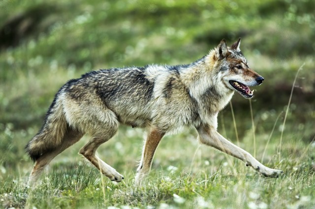 New report reveals promising changes in US state's gray wolf population ...