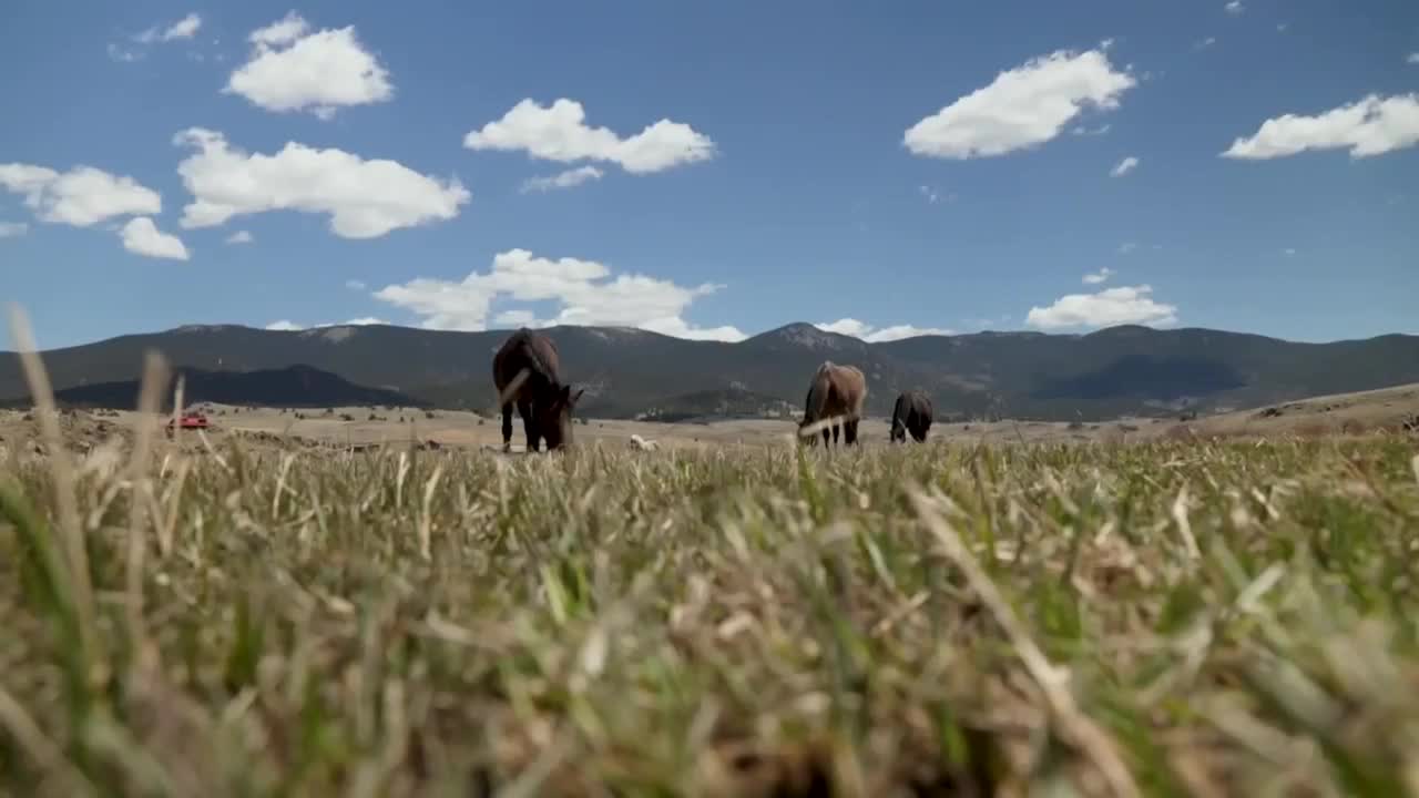 Cattle operation in Colorado's high country remains thriving for over ...