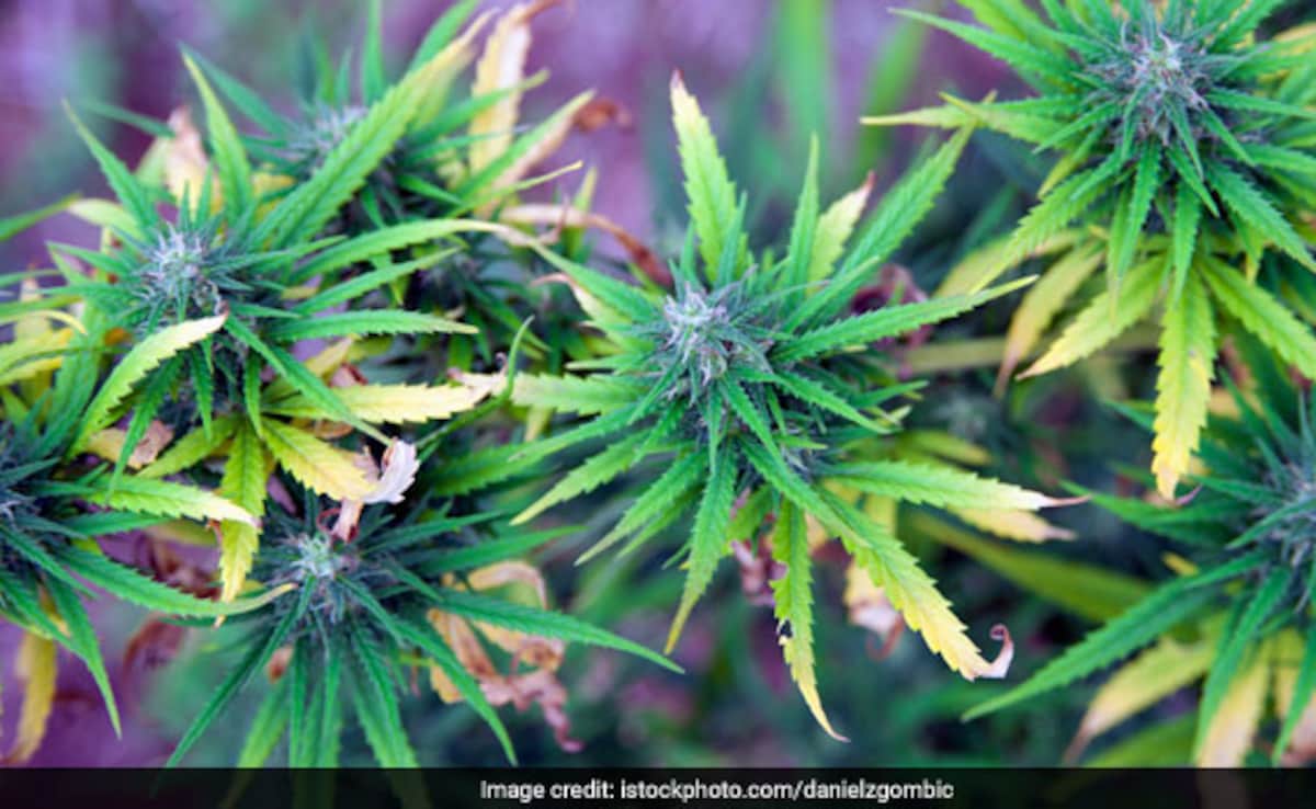 30,000 Secretly Grown Marijuana Plants Destroyed In Turkey: Report