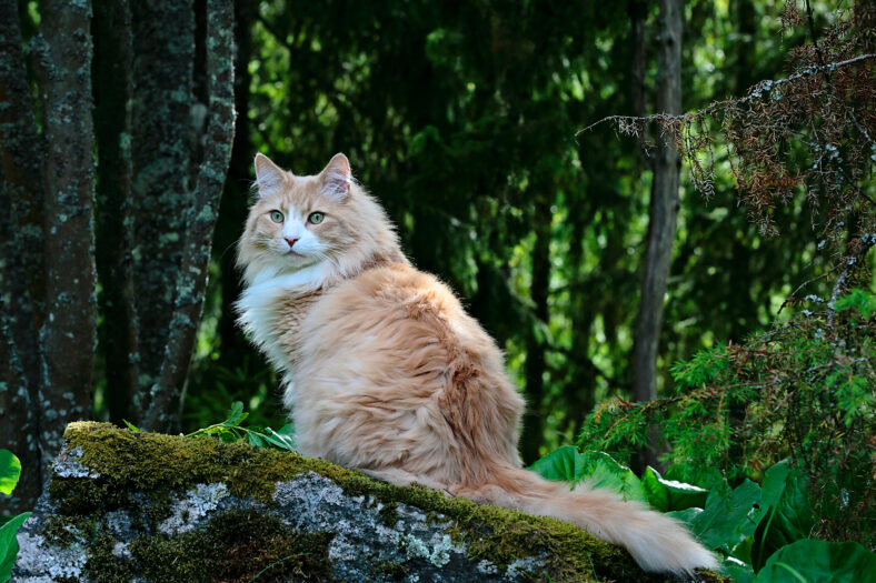 7 Cat Breeds With Protective Personalities