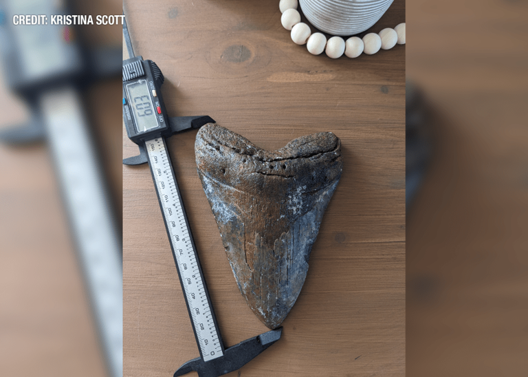 Scuba diver finds rare megalodon tooth off Florida coast