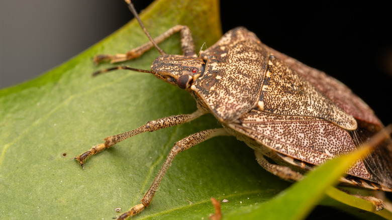 The Fast-Growing Tree You Won't Want In Your Yard If You Want To Keep ...