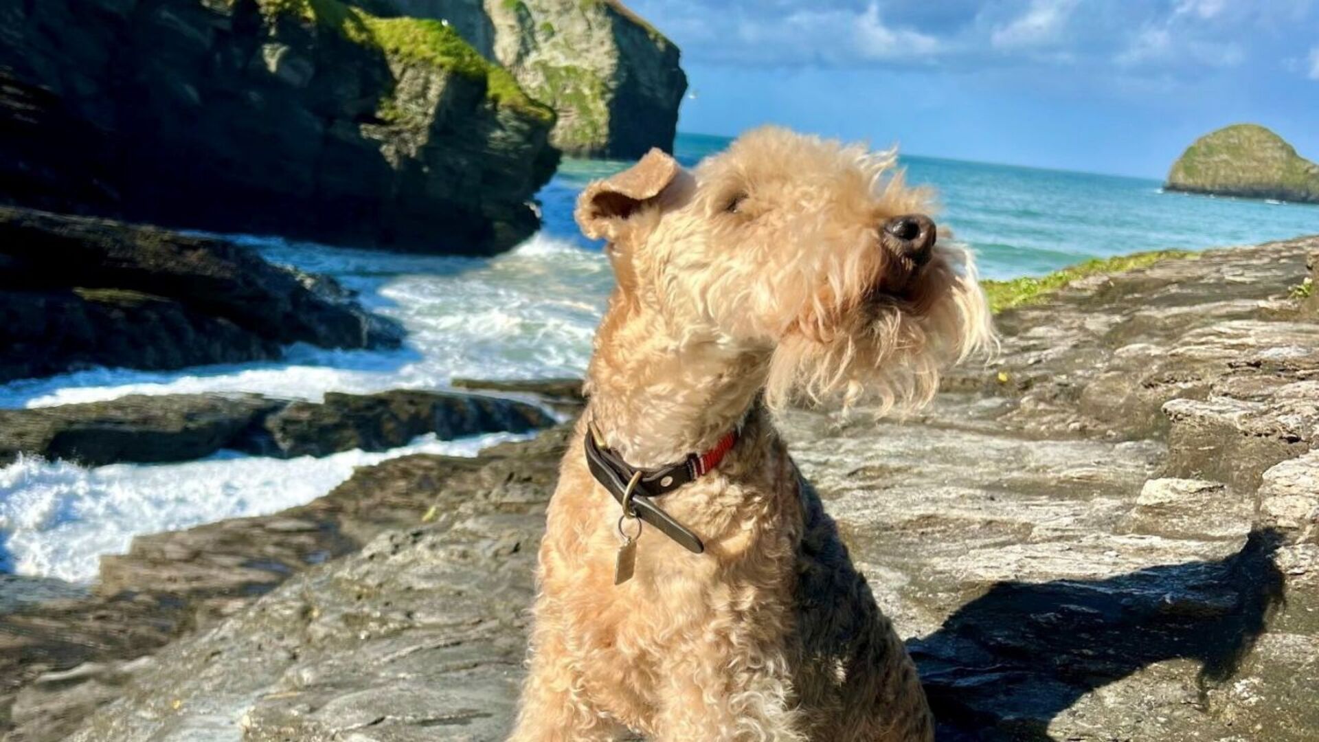 Dog Goes on Travelling Expeditions to Exotic Destinations With Owner