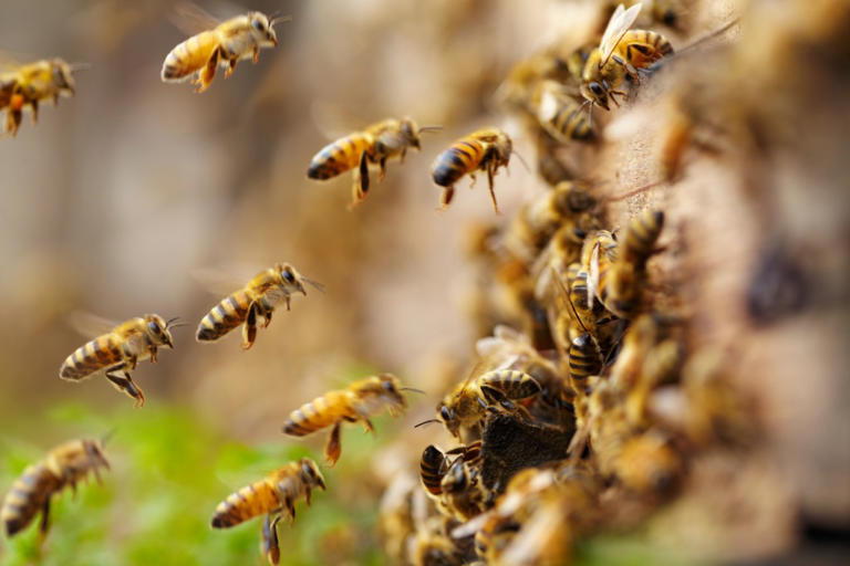 Man dies in bee attack despite frantic escape attempt that had him ...