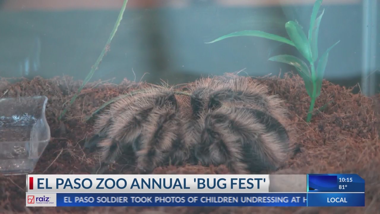 Zoo educates about role of insects, bugs