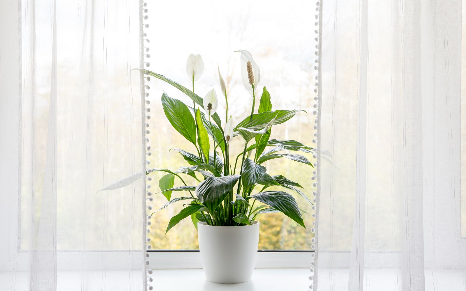 How to make your own peace lily fertilizer – an expert-approved recipe ...