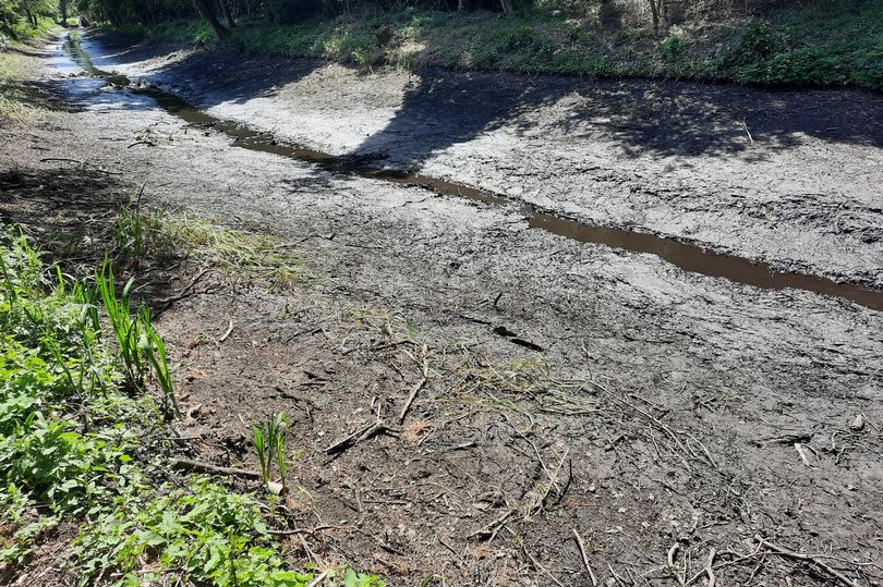 Cotswolds canal stretch 'dries up' after lock issue 'causing fish to ...