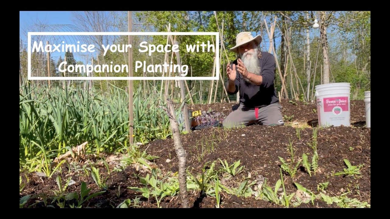 Planting Cabbage for Bigger Harvests | Spacing Tips & Companion ...
