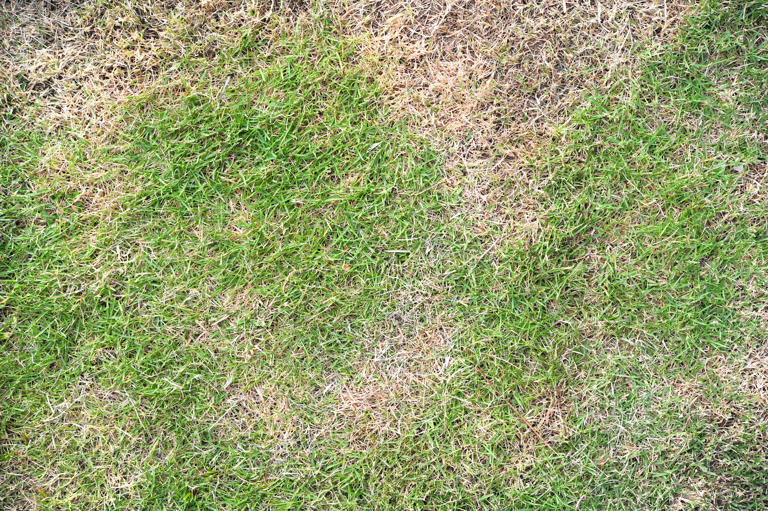 Clay soil lawns bake hard and crack in summer (and how to soften them)