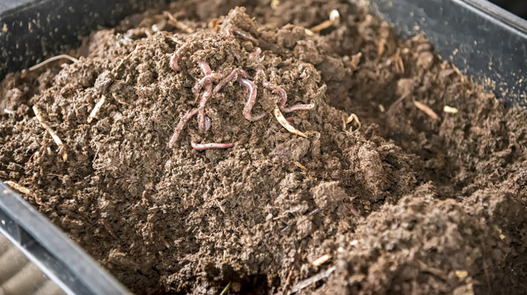 Budget-Friendly DIY Lawn Fertilizer You Can Make In A Bucket