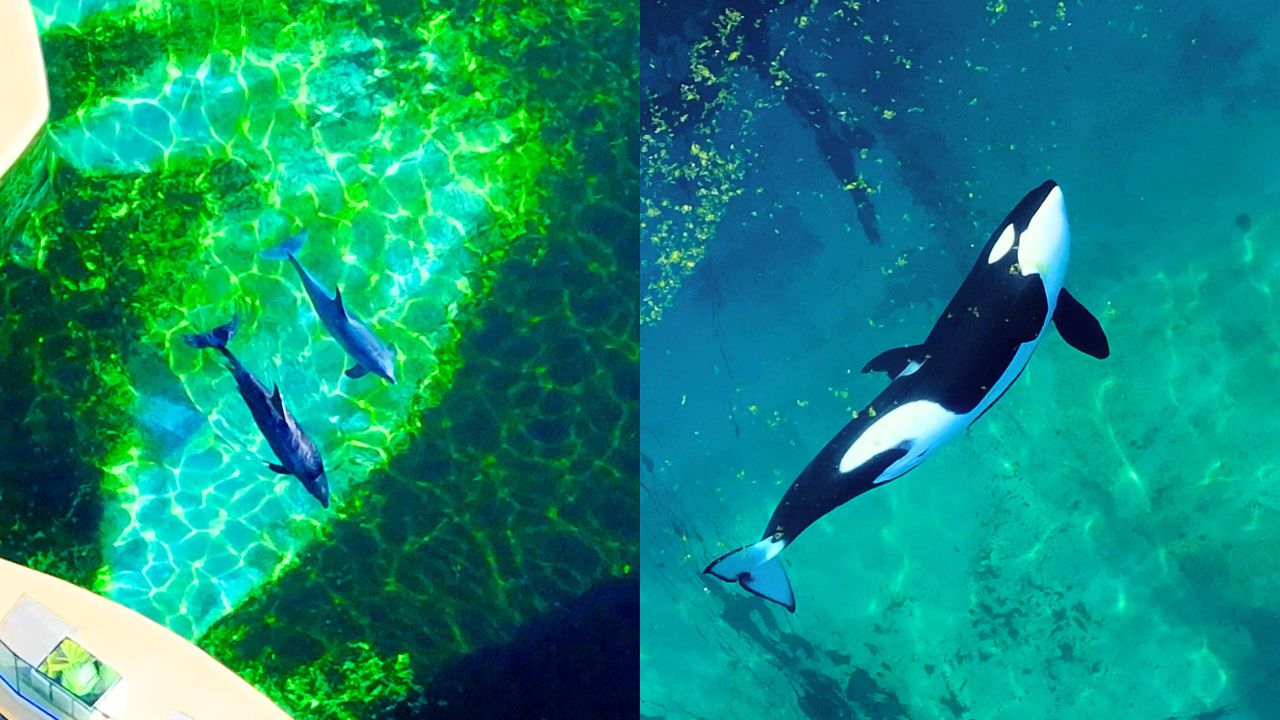 Footage shows France's last two remaining orcas stuck in park months ...