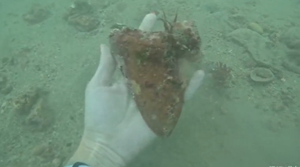Scuba diver finds rare megalodon tooth off Florida coast