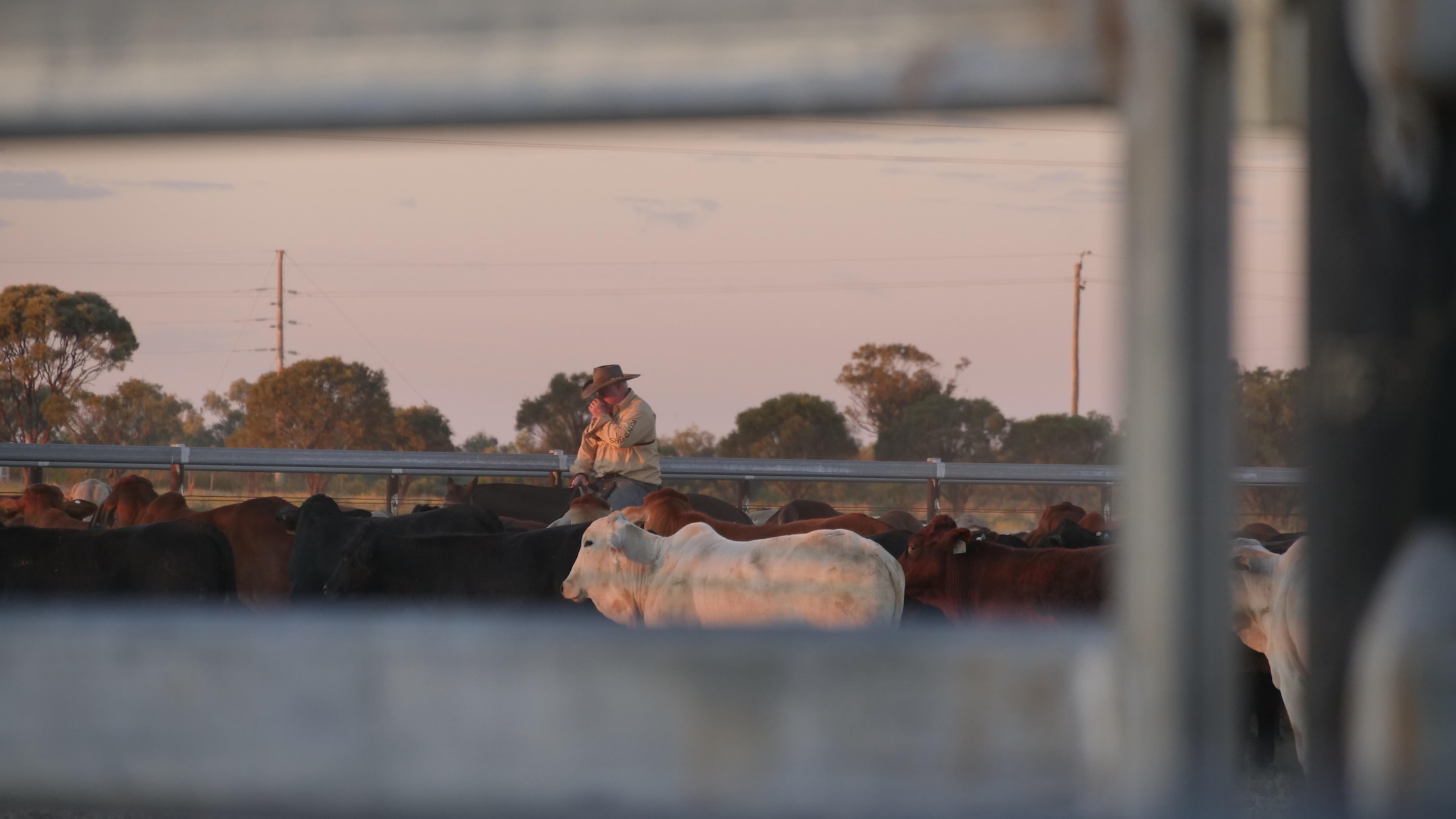 Cattle drive through outback Queensland helps those facing food insecurity