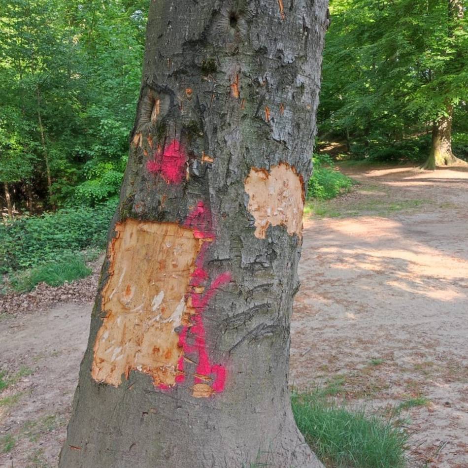 Rinde abgehackt: 160 Jahre alte Buche stirbt