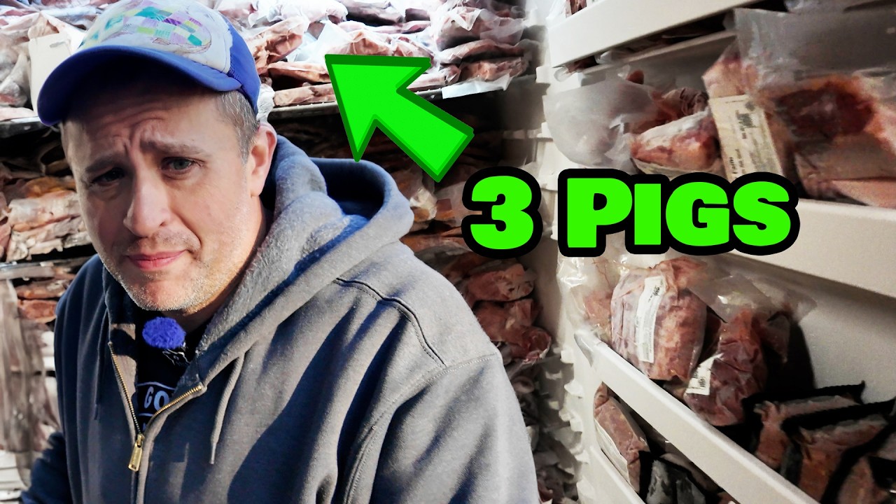 How much money I made this year raising 3 pigs