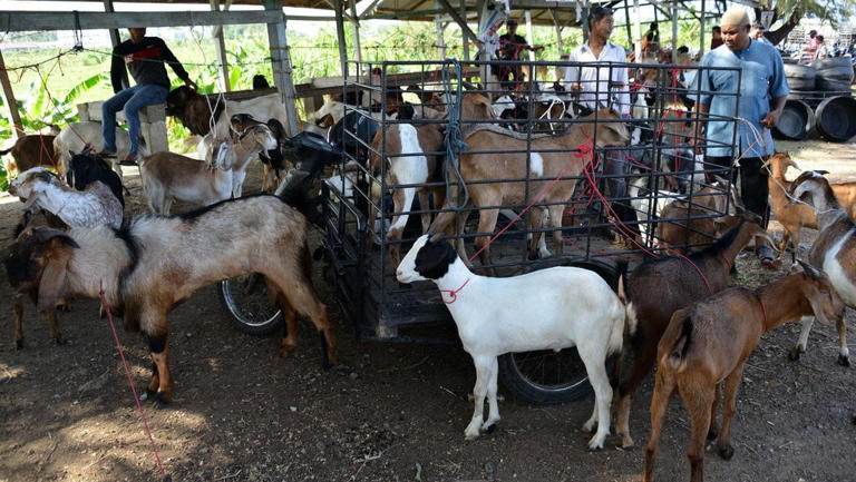 Harga Kambing dan Sapi Kurban 2025 Medan dan Palembang