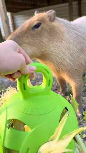 Capybara Corn Treats – Jolly Hay Ball Fun & Enrichment Time!