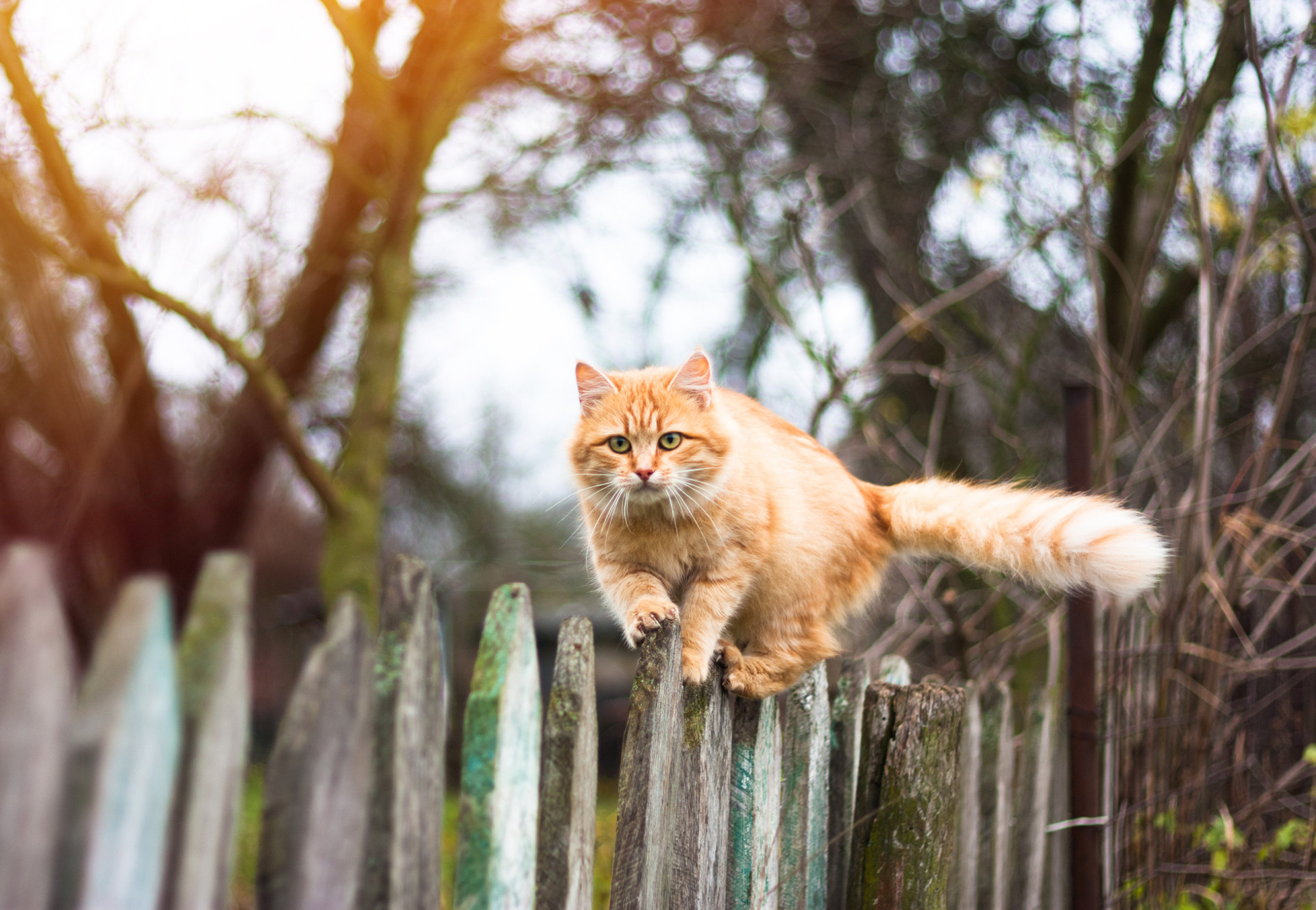 Ist Ihre Katze eine Umweltbelastung?