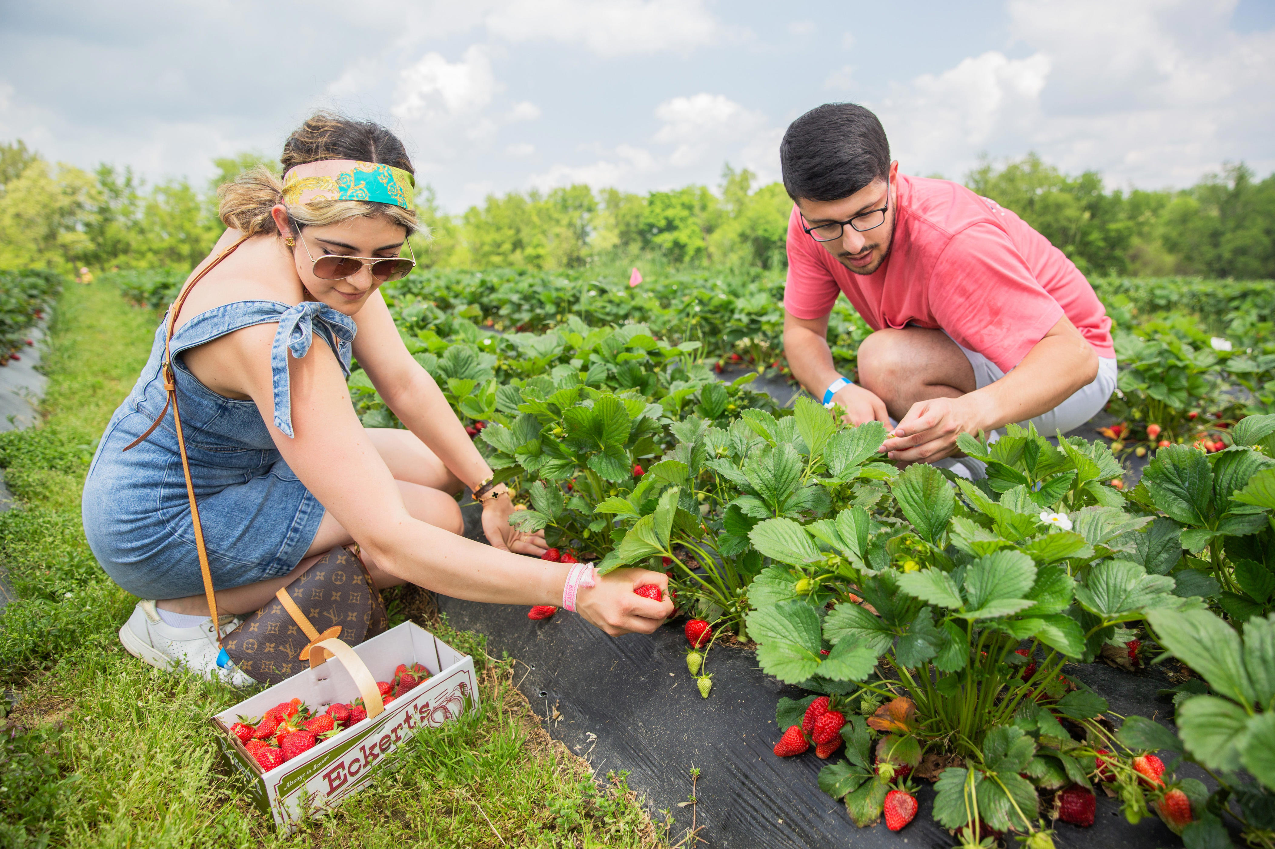 It's strawberry season! Here are 8 places near Louisville to go ...