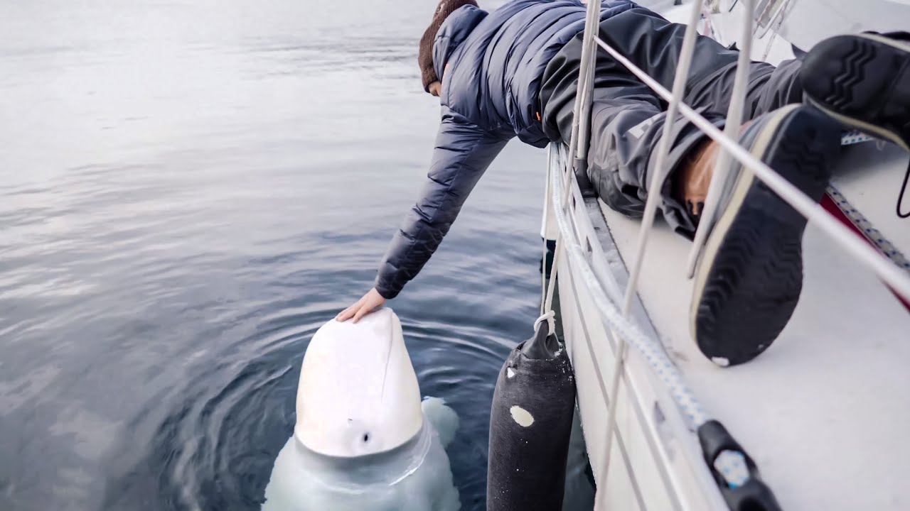 Unexpected Beluga Encounter - The Ocean’s Friendliest Face