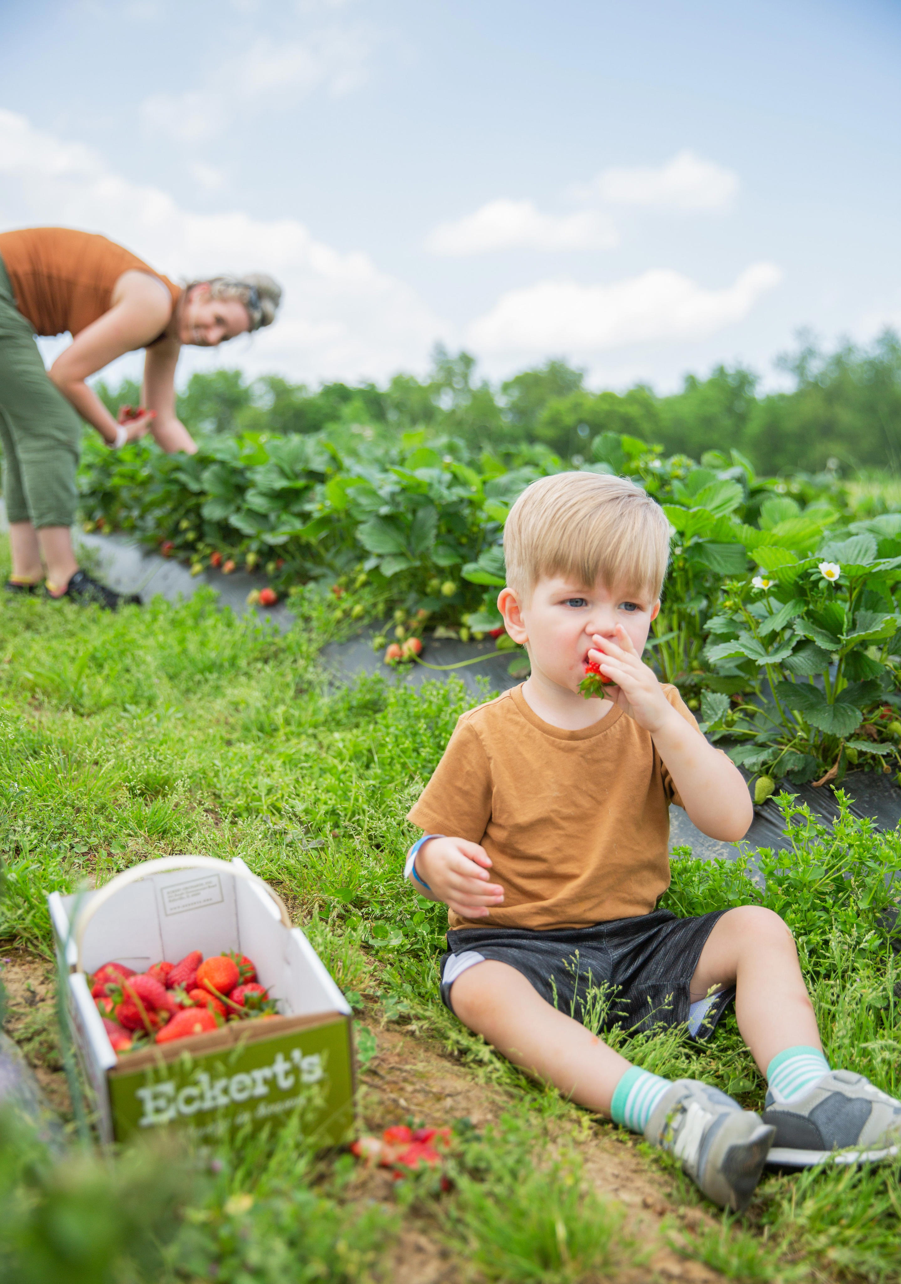 It's strawberry season! Here are 8 places near Louisville to go ...