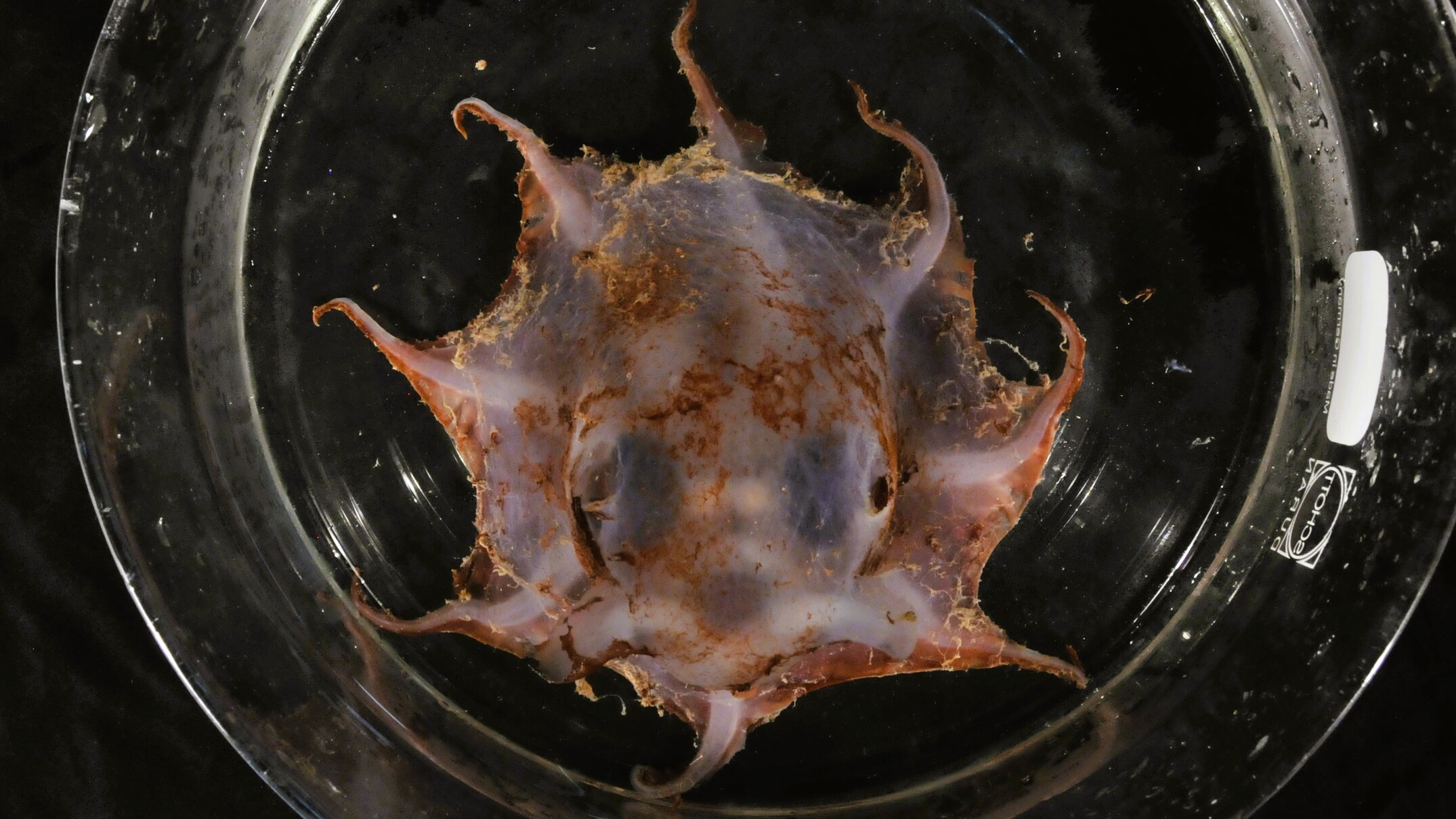 Meet the Carnarvon flapjack octopus, a newly-discovered species of rare ...
