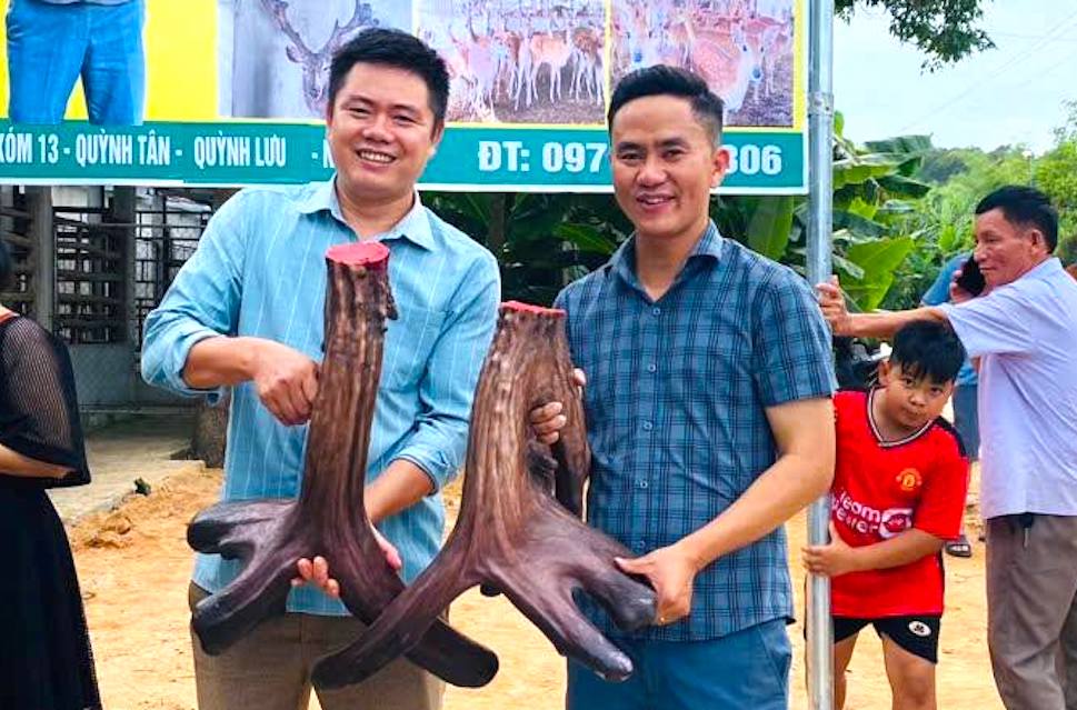 Cặp nhung nai hiếm có nặng gần 12kg hình mào gà vừa được 'chốt đơn'