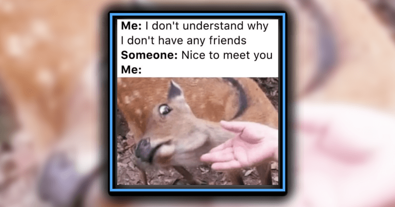 24 Anti-Social Animal Memes for Hangry Hoomans Who Can't Socialize ...