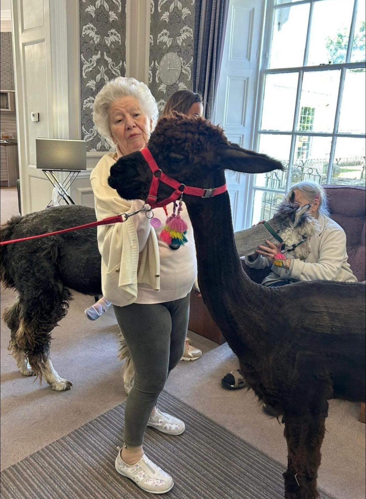 Alpacas visit Westergate House Care Home In Fontwell