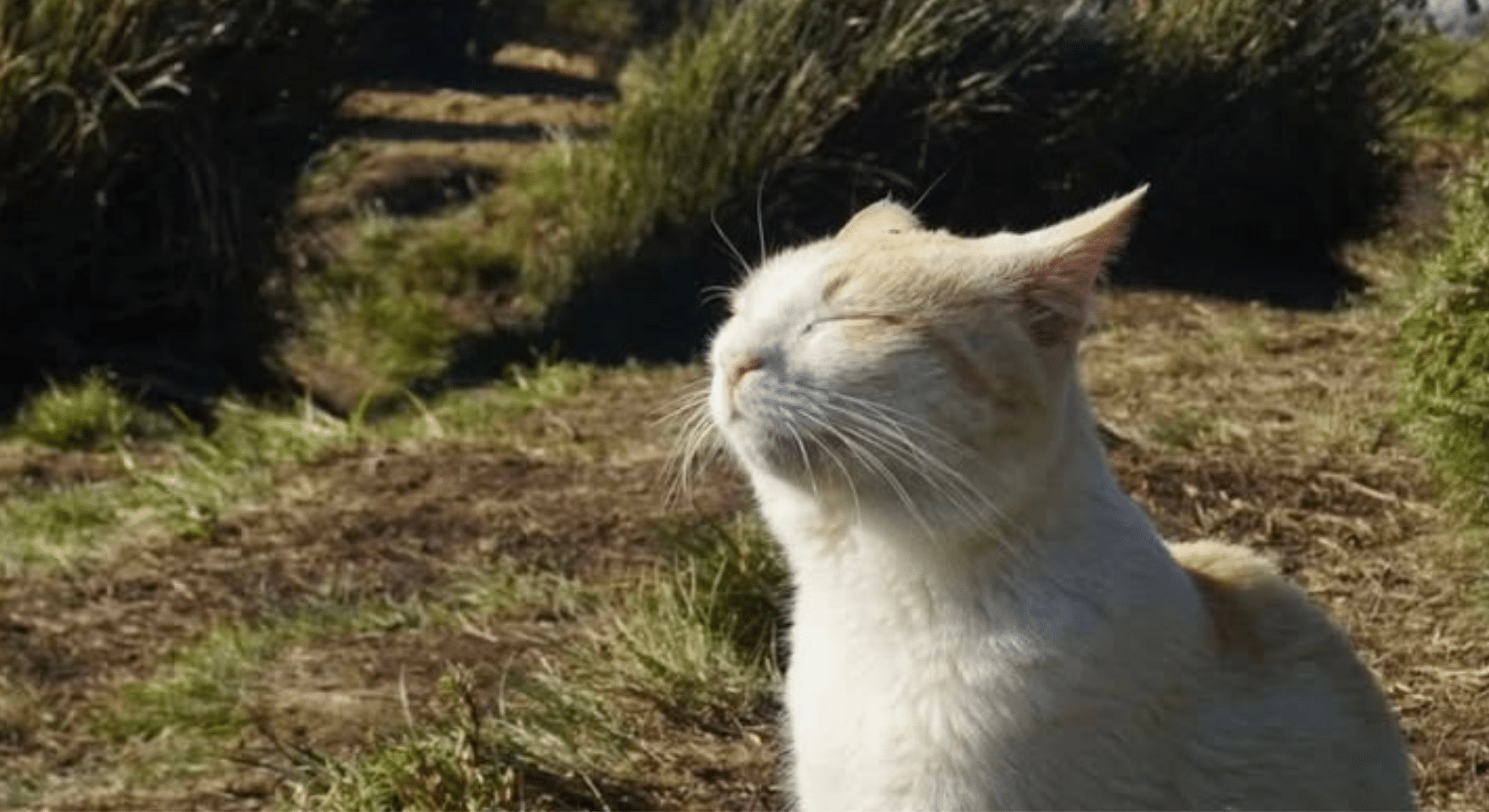 Animal rescue non-profit organization gives an update on what happened ...