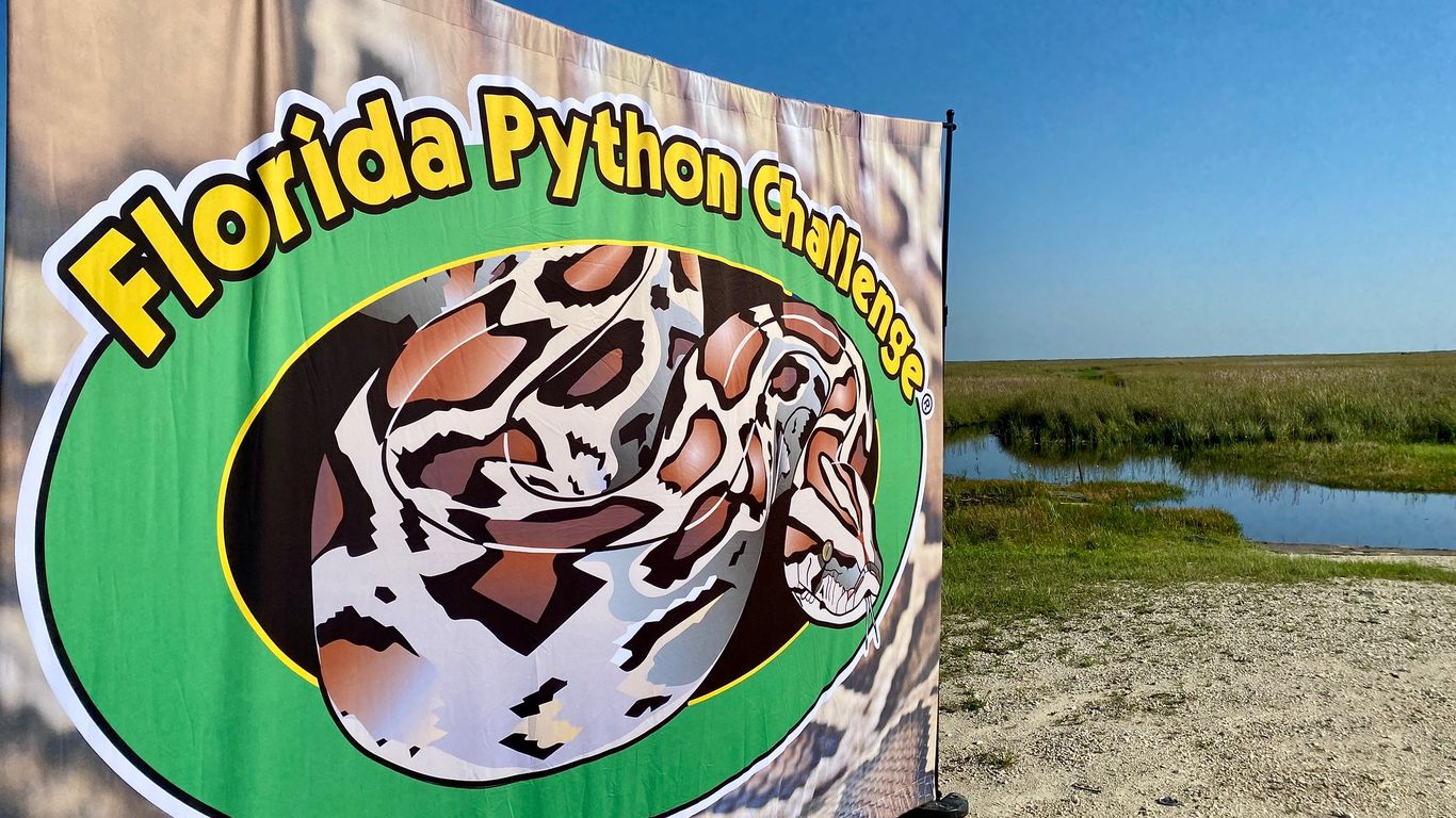 What to know about Florida's python hunting contest with a $10K prize